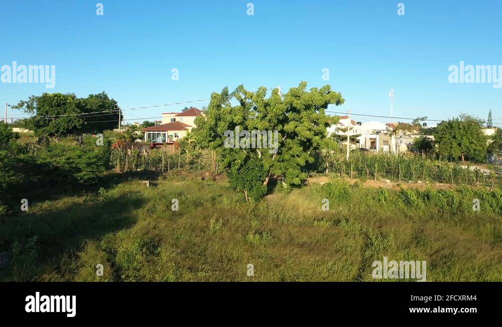 Tamarind trees Stock Videos & Footage - HD and 4K Video Clips - Alamy