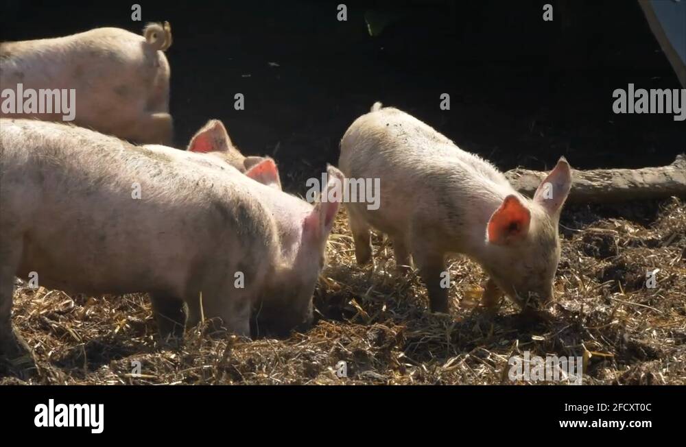Talking pig Stock Videos & Footage - HD and 4K Video Clips - Alamy