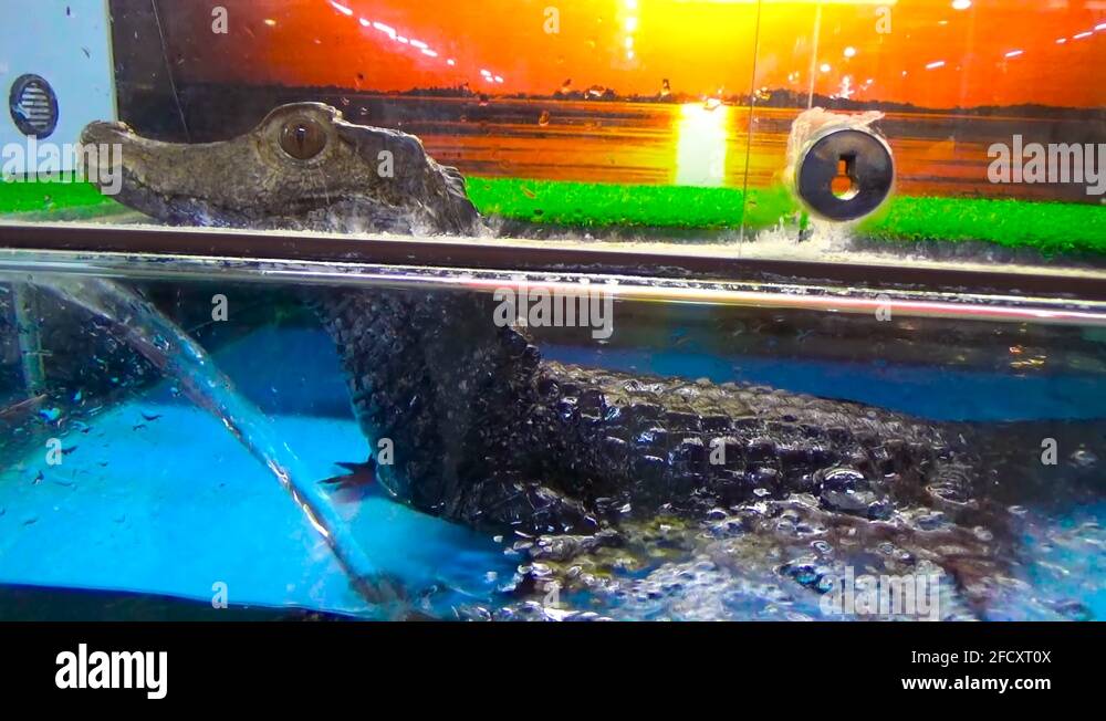 Caiman scales Stock Videos & Footage - HD and 4K Video Clips - Alamy