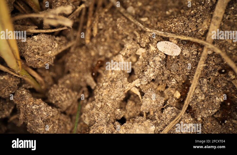 Top down view of disturbed fire ant mound - ants digging into the dirt ...