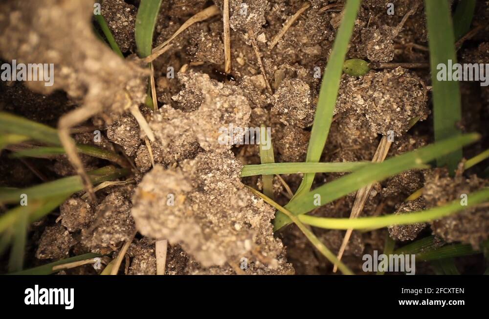 Top down view of disturbed fire ant mound - slowly panning, wide angle ...