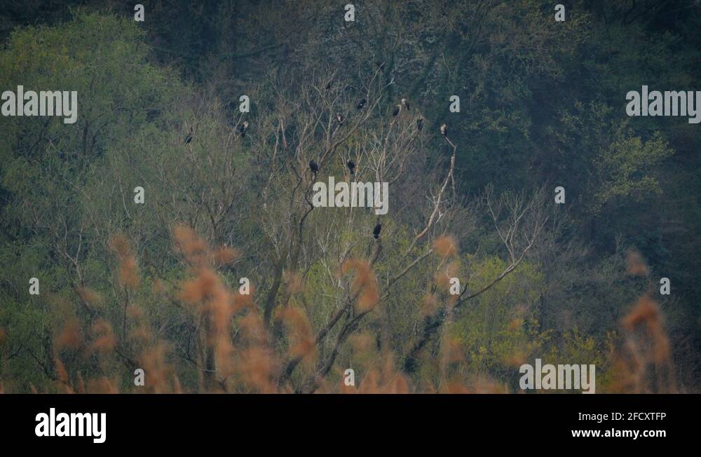 Italian tree Stock Videos & Footage - HD and 4K Video Clips - Alamy