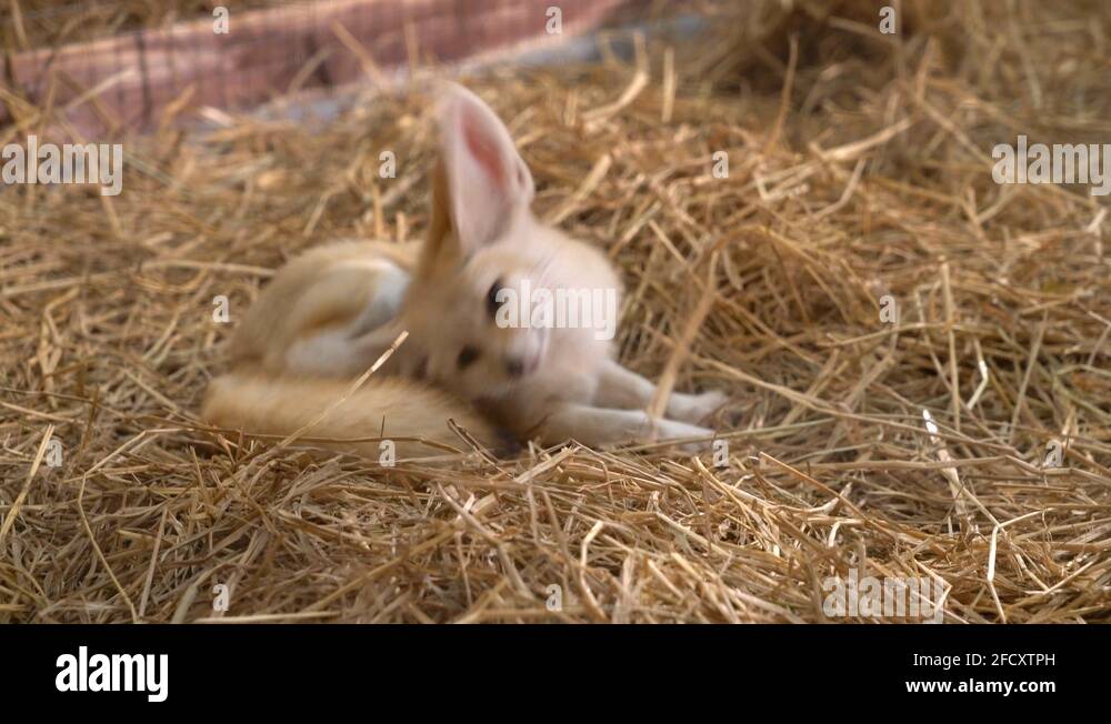 Desert fox egypt Stock Videos & Footage - HD and 4K Video Clips - Alamy
