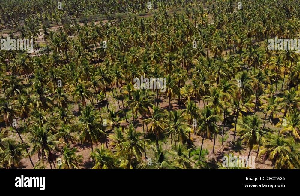 Manzanillo trees Stock Videos & Footage - HD and 4K Video Clips - Alamy