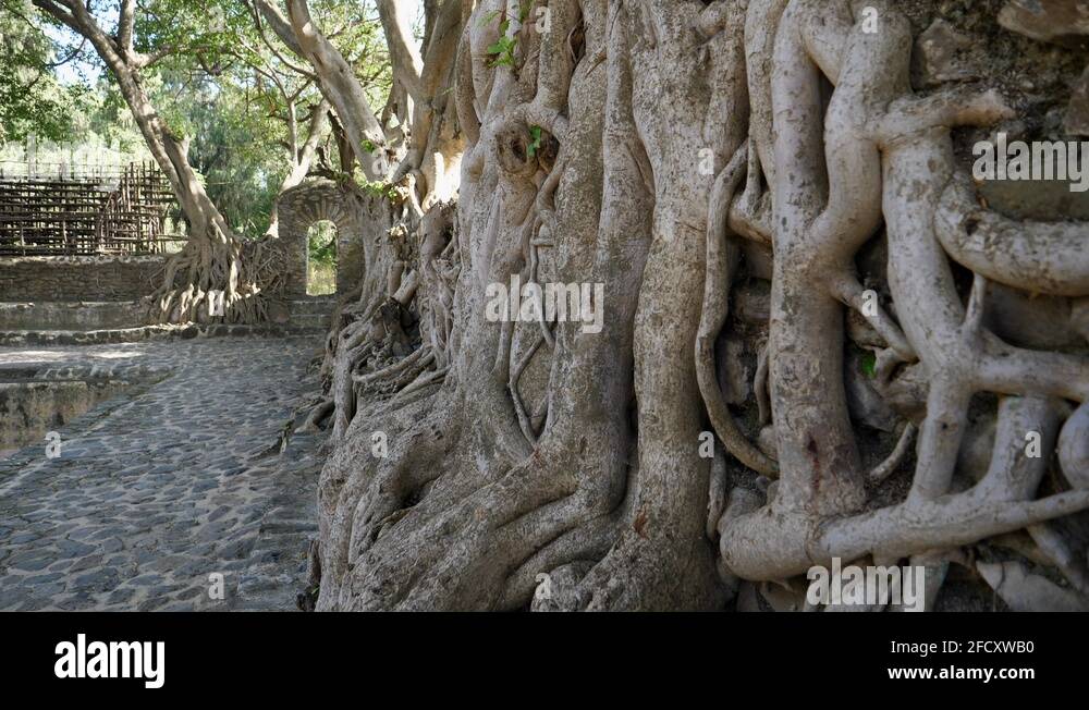 Ethiopia tree plant Stock Videos & Footage - HD and 4K Video Clips - Alamy