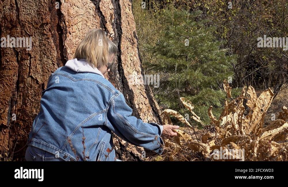 Vertical pan up the trunk of a giant pine tree in the Sierra Nevada ...