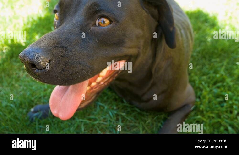 Pitbull dog head Stock Videos & Footage - HD and 4K Video Clips - Alamy