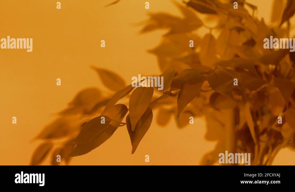 Alien plants with yellow leaf on habitable fantasy world. Space travel ...