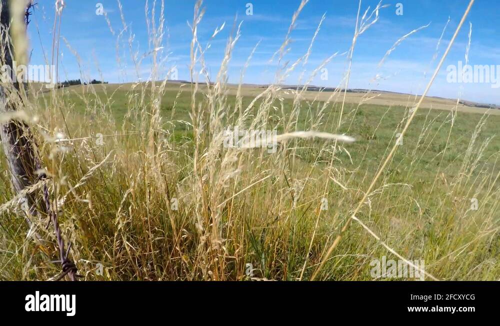Barbed wire grass Stock Videos & Footage - HD and 4K Video Clips - Alamy