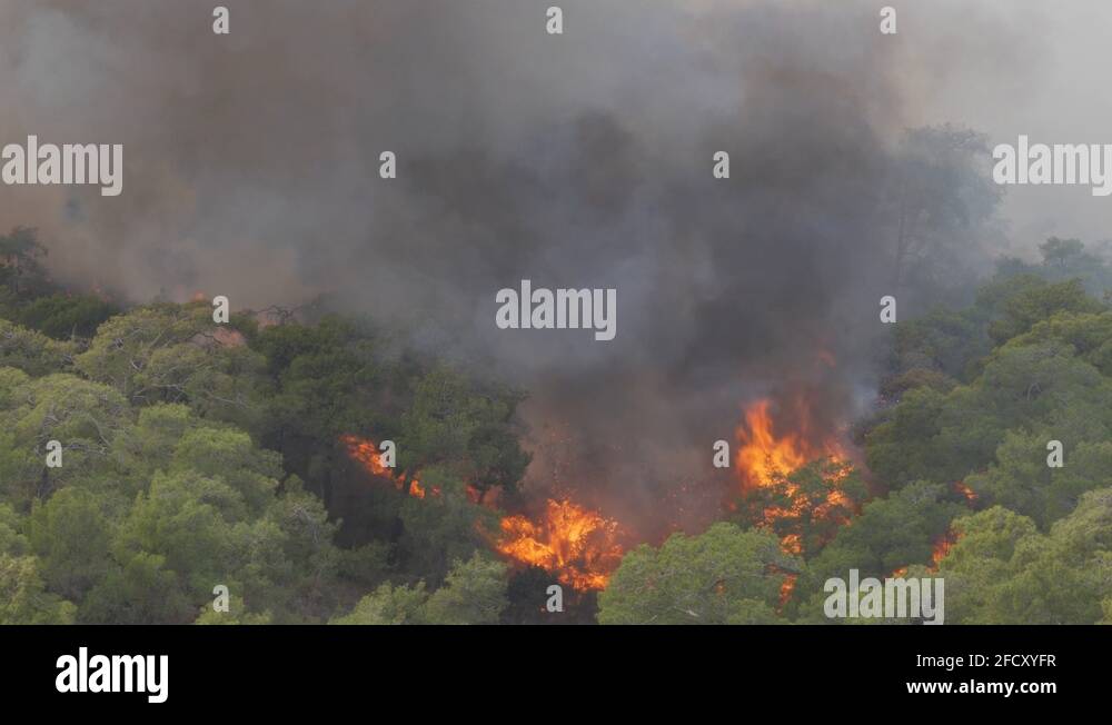 A disastrous forest fire, suspected to be caused by simultaneous arson ...