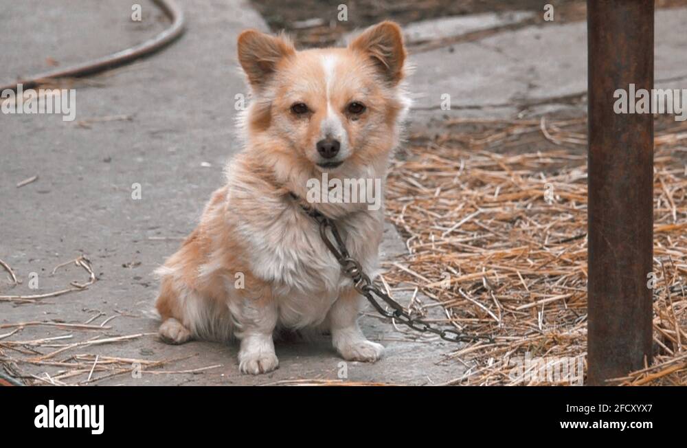 Dog waving Stock Videos & Footage - HD and 4K Video Clips - Alamy