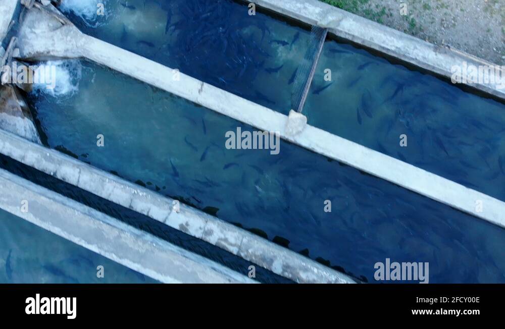Fish farm in rural mountain region of Nepal. Aerial view of Cat fish ...