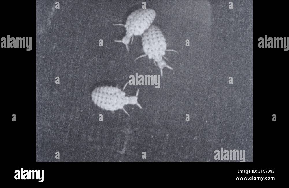 Life cycle of insects Stock Videos & Footage - HD and 4K Video Clips ...