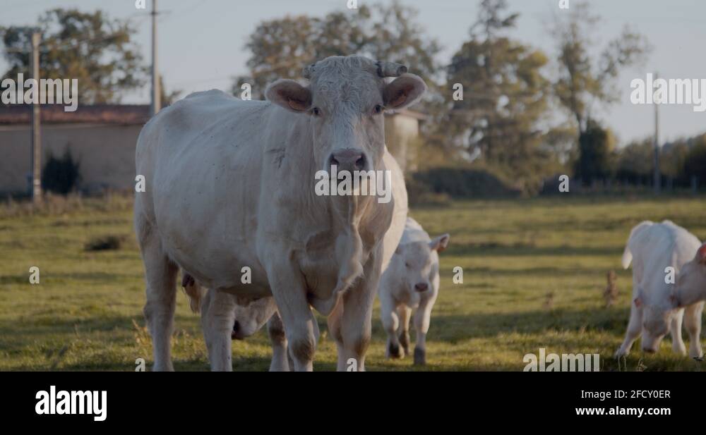 Adult cow Stock Videos & Footage - HD and 4K Video Clips - Alamy