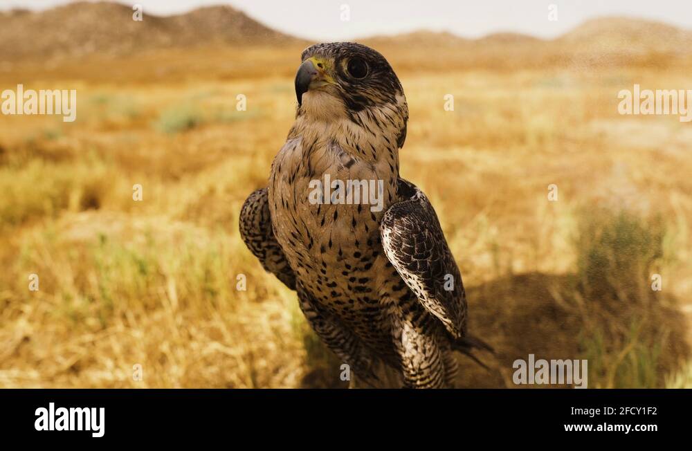 Grey falcon Stock Videos & Footage - HD and 4K Video Clips - Alamy
