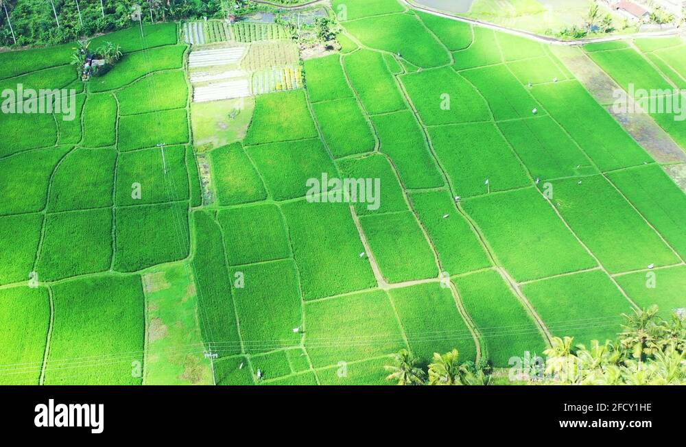 Rural asia scenery Stock Videos & Footage - HD and 4K Video Clips - Alamy