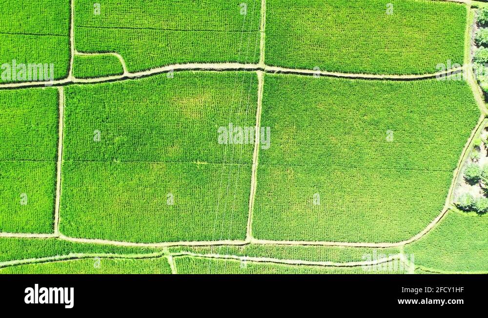 Paddy land Stock Videos & Footage - HD and 4K Video Clips - Alamy