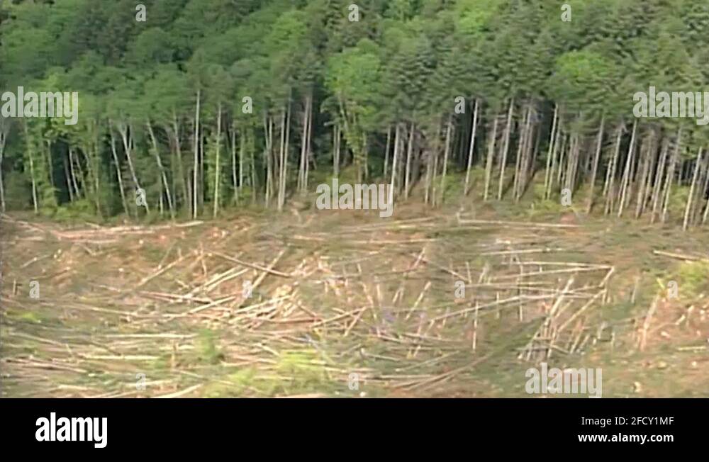 Chopped forest Stock Videos & Footage - HD and 4K Video Clips - Alamy