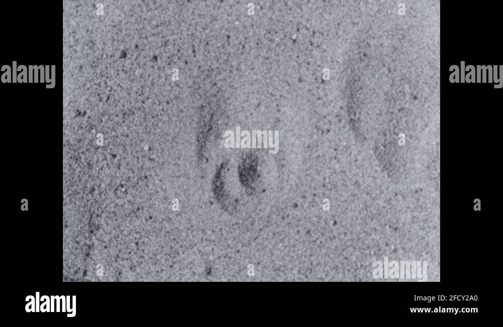 1930s: Insect burrowing in sand. Close up, insect digging pit Stock ...