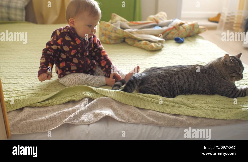 Baby boy pulling cat by tail at home. Slow motion, 4K UHD Stock Video ...