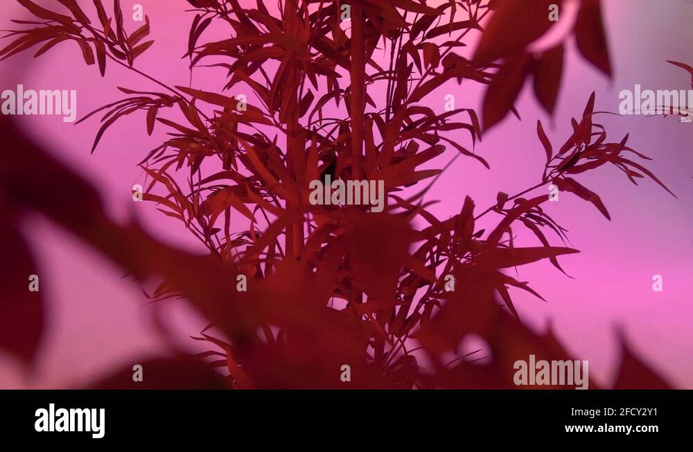 Red alien plants with leaf on habitable fantasy world with pink sky ...