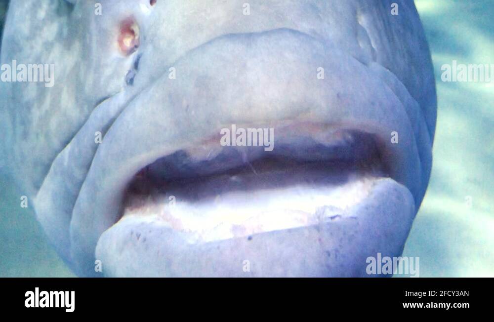Fish lips Stock Videos & Footage - HD and 4K Video Clips - Alamy