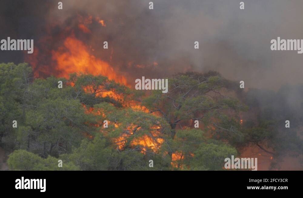 Fire engulf forest Stock Videos & Footage - HD and 4K Video Clips - Alamy