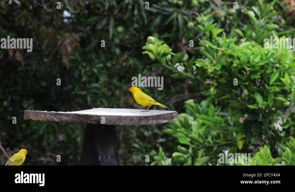 Sicalis flaveola Stock Videos & Footage - HD and 4K Video Clips - Alamy