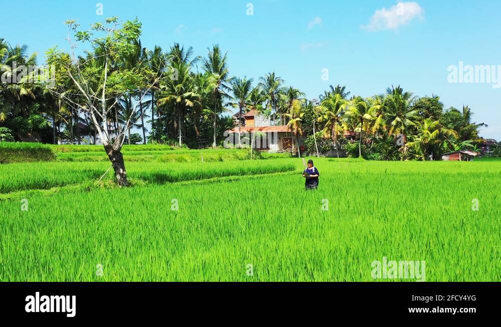 Map of rice Stock Videos & Footage - HD and 4K Video Clips - Alamy