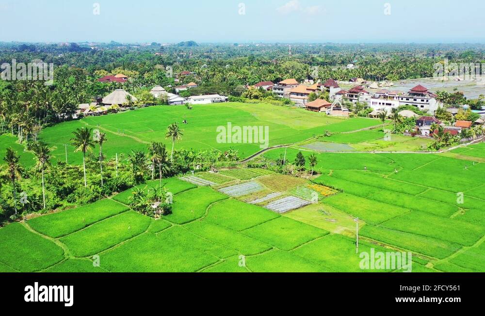 Rice paddy scarecrow flags Stock Videos & Footage - HD and 4K Video ...