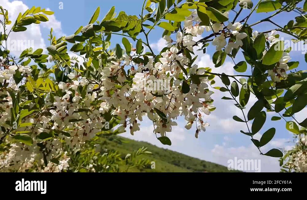 Acacia spring Stock Videos & Footage - HD and 4K Video Clips - Alamy