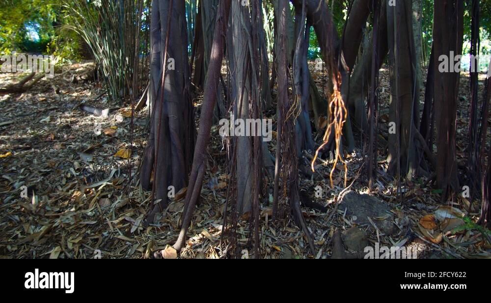 Stringy bark tree Stock Videos & Footage - HD and 4K Video Clips - Alamy