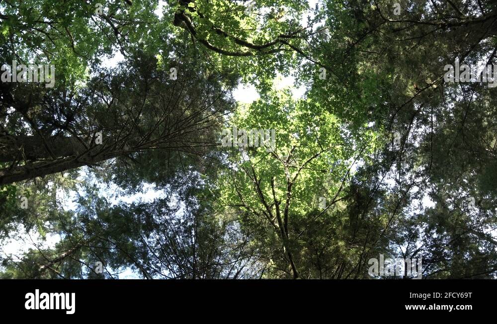 Tree top canopy Stock Videos & Footage - HD and 4K Video Clips - Alamy