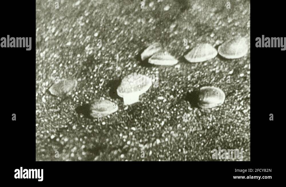 Marine bivalves Stock Videos & Footage - HD and 4K Video Clips - Alamy