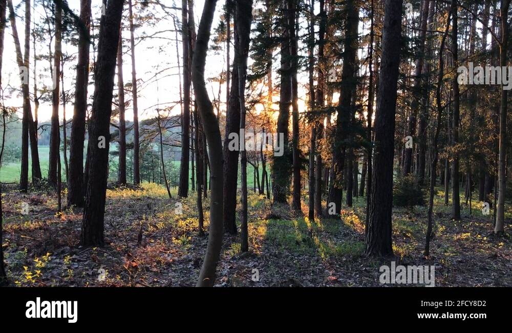 Sunset in spring forest Stock Videos & Footage - HD and 4K Video Clips ...