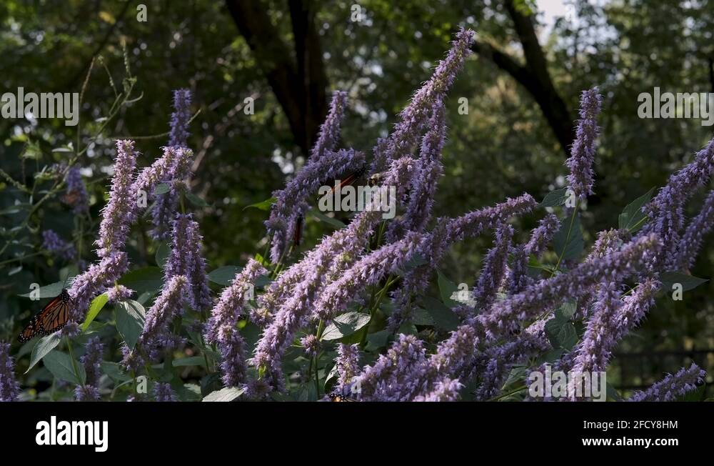 Buddleja davidii bee Stock Videos & Footage - HD and 4K Video Clips - Alamy