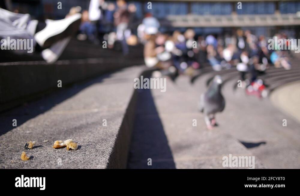 Pigeon steps Stock Videos & Footage - HD and 4K Video Clips - Alamy