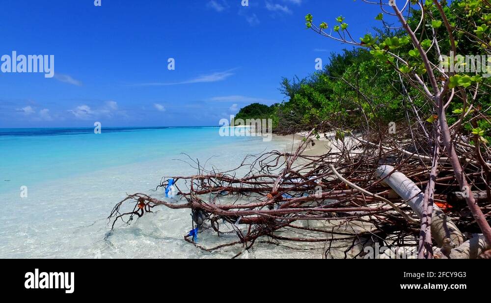Save mangroves Stock Videos & Footage - HD and 4K Video Clips - Alamy