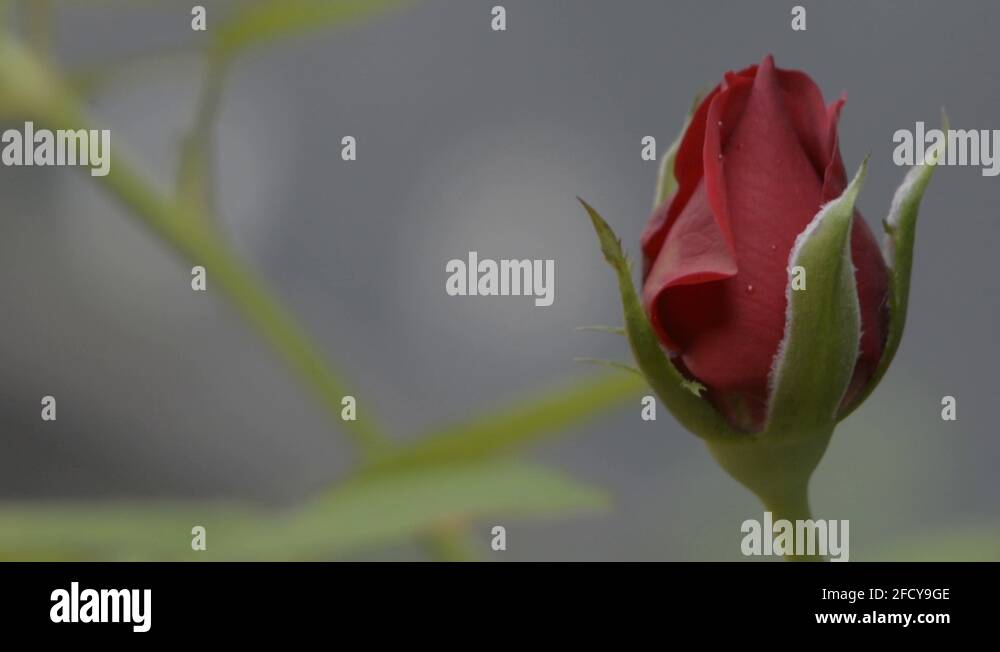 Bg rose Stock Videos & Footage - HD and 4K Video Clips - Alamy