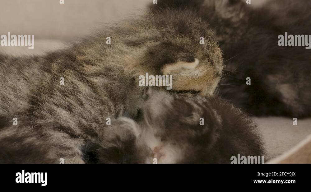 Fighting biting Stock Videos & Footage - HD and 4K Video Clips - Alamy