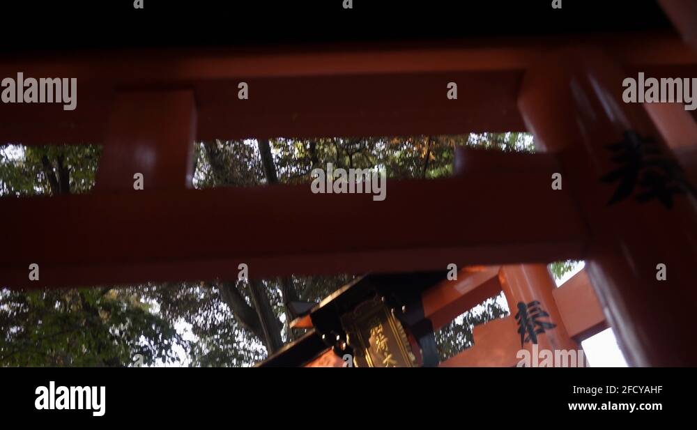 A Quick Glimpse Of Fushimi Inari-Taisha Under A Green Leafy Tree In ...