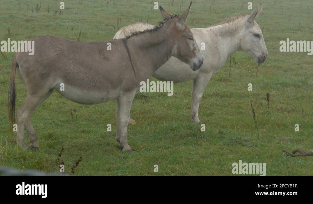 Mammals illustration Stock Videos & Footage - HD and 4K Video Clips - Alamy