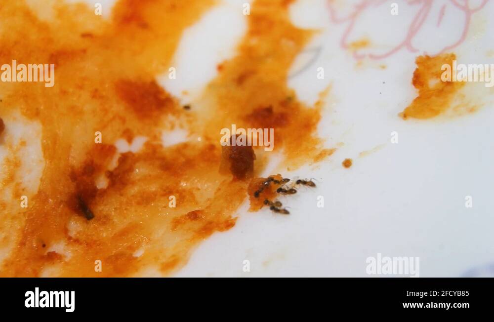 Field ants Stock Videos & Footage - HD and 4K Video Clips - Alamy