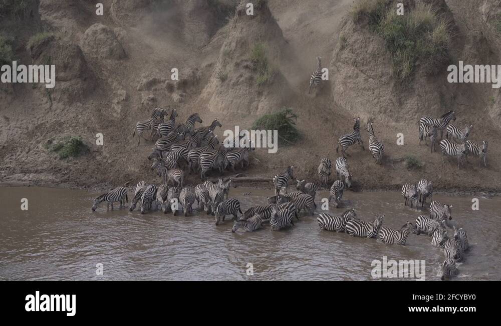 Africa safari great migration mara river crossing tanzania Stock Videos ...