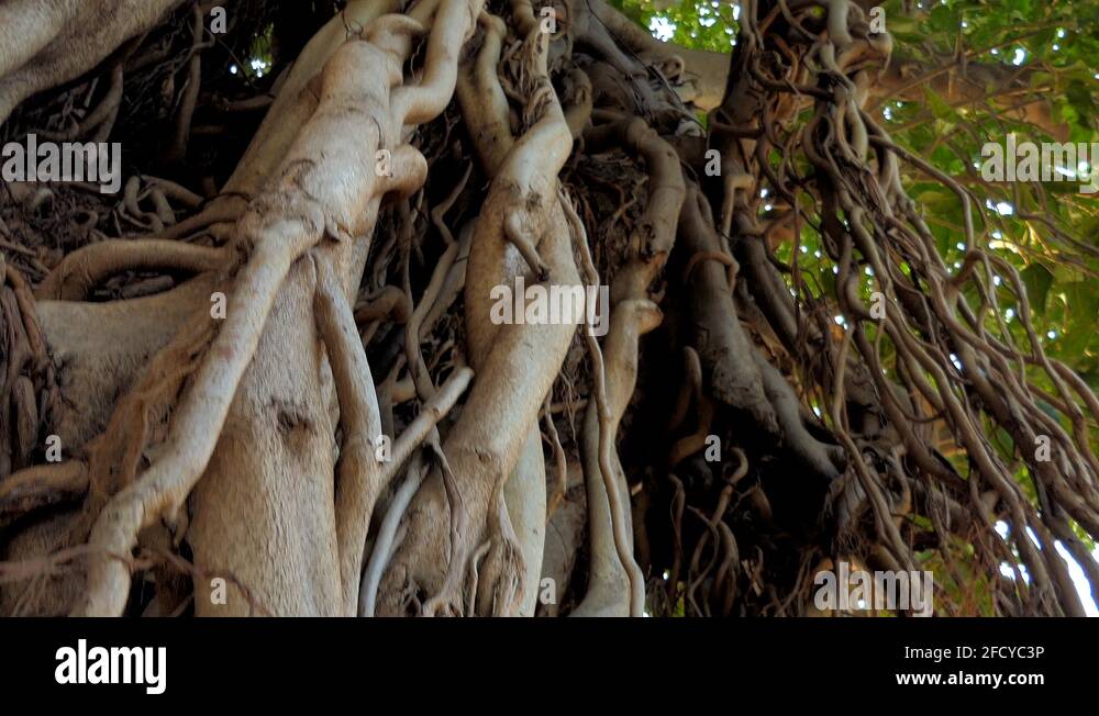 Banyan tree banian Stock Videos & Footage - HD and 4K Video Clips - Alamy
