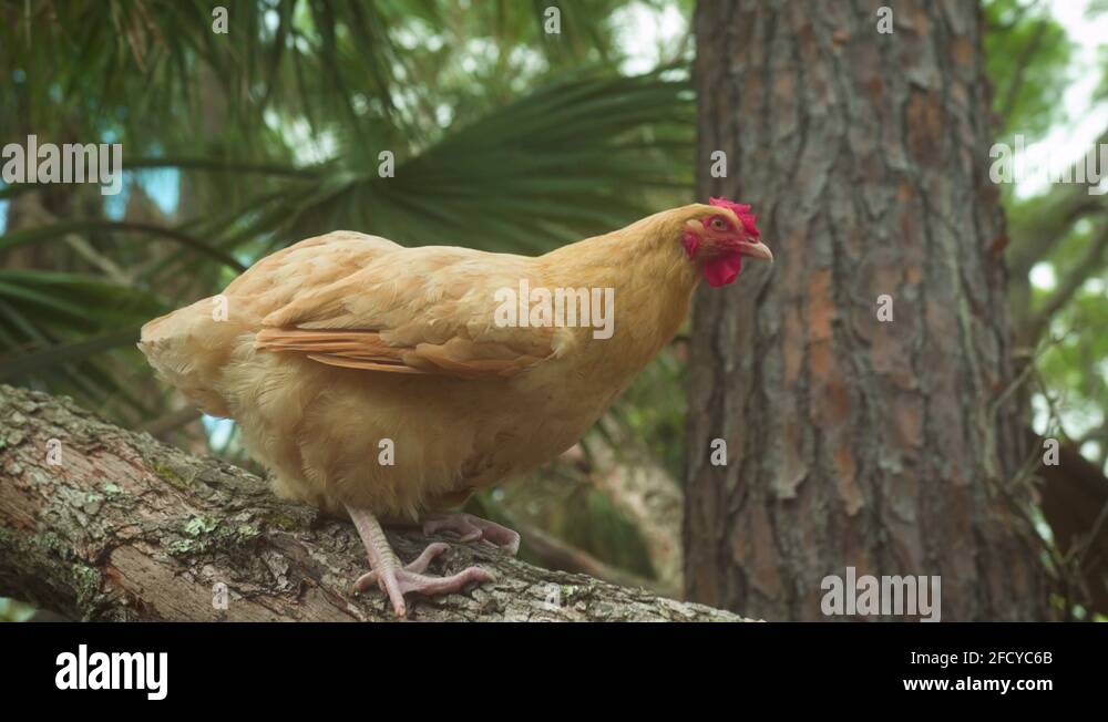 Chicken of the tree Stock Videos & Footage - HD and 4K Video Clips - Alamy