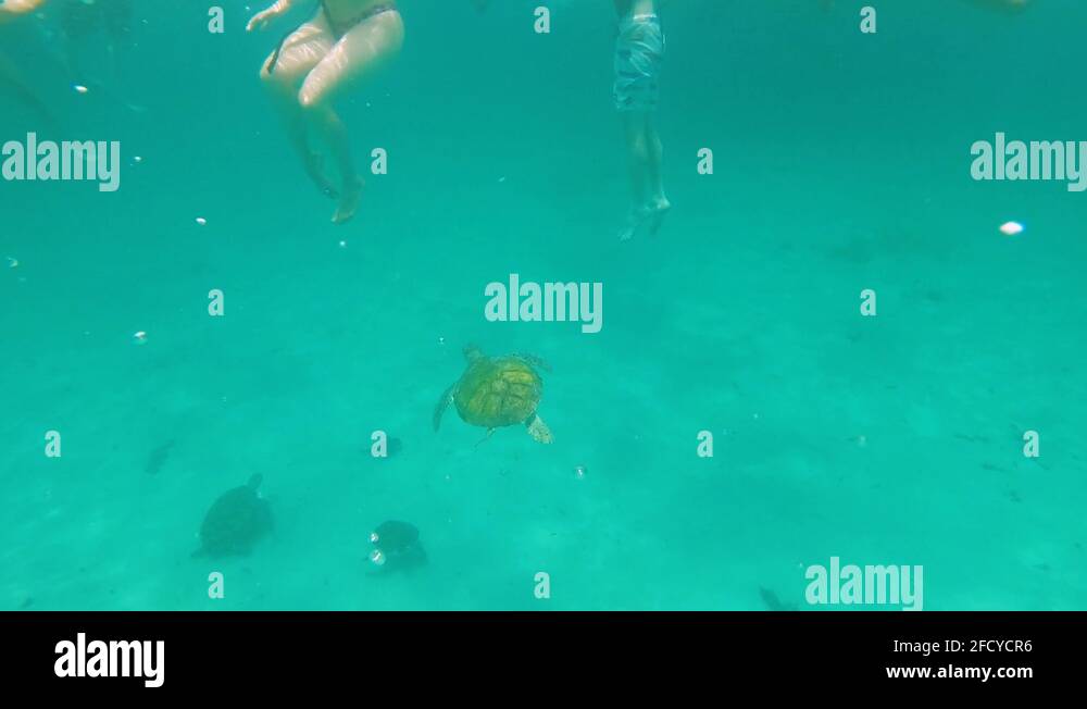Barbados sea turtles Stock Videos & Footage - HD and 4K Video Clips - Alamy