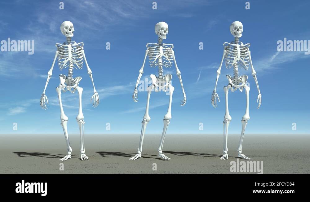 Three skeletons Stock Videos & Footage - HD and 4K Video Clips - Alamy
