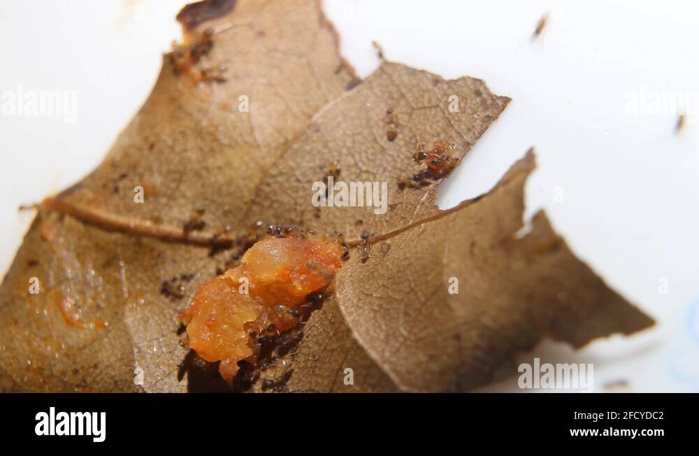 Field ant Stock Videos & Footage - HD and 4K Video Clips - Alamy