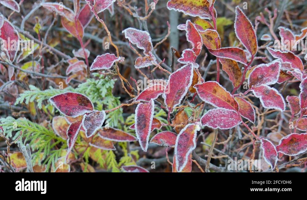 Leaf tree cold leaves Stock Videos & Footage - HD and 4K Video Clips - Alamy